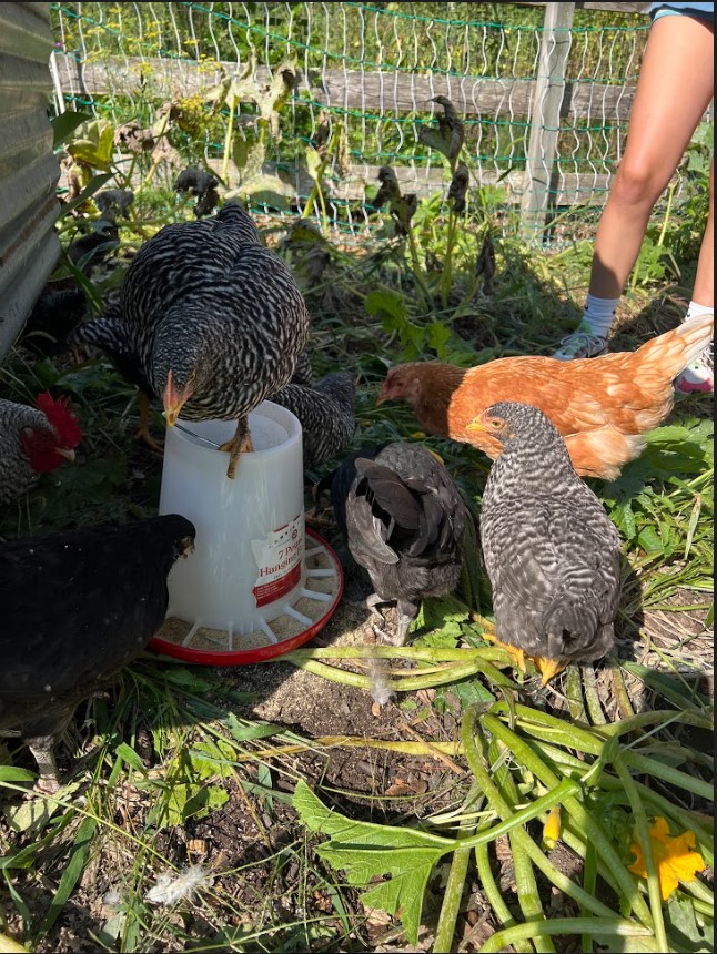 Chickens - Camp Burgess & Hayward